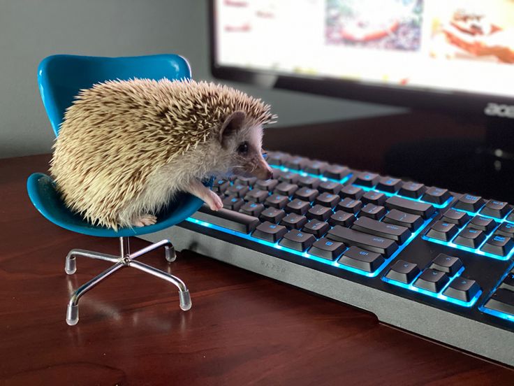 PorkyProductions - Home